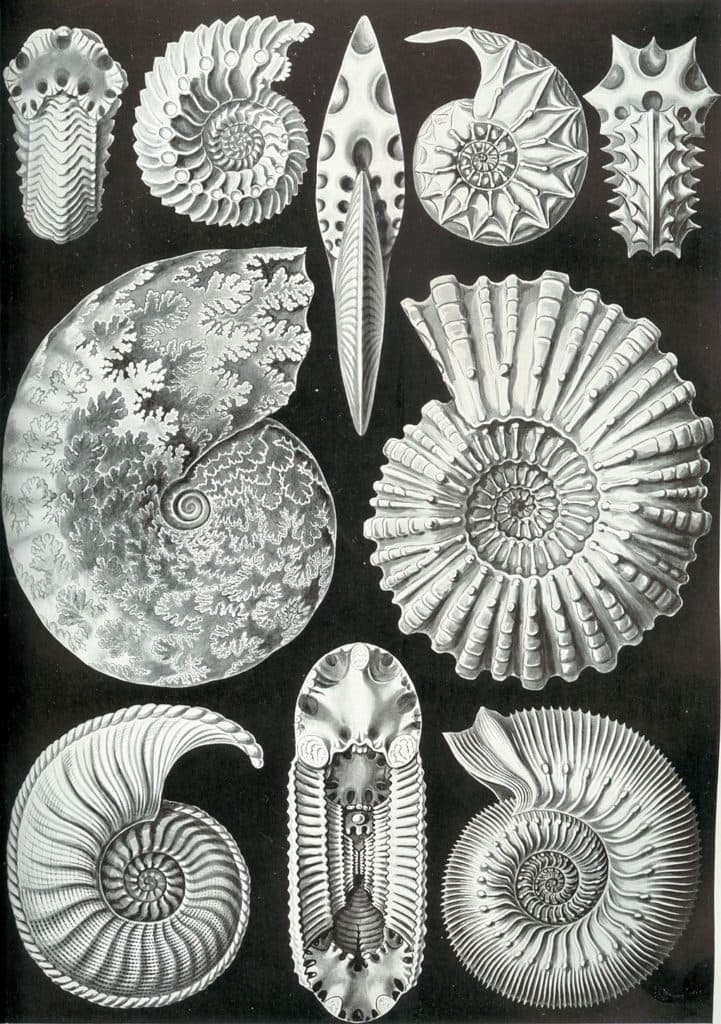 New York Fossils - Explore Prehistoric Discoveries